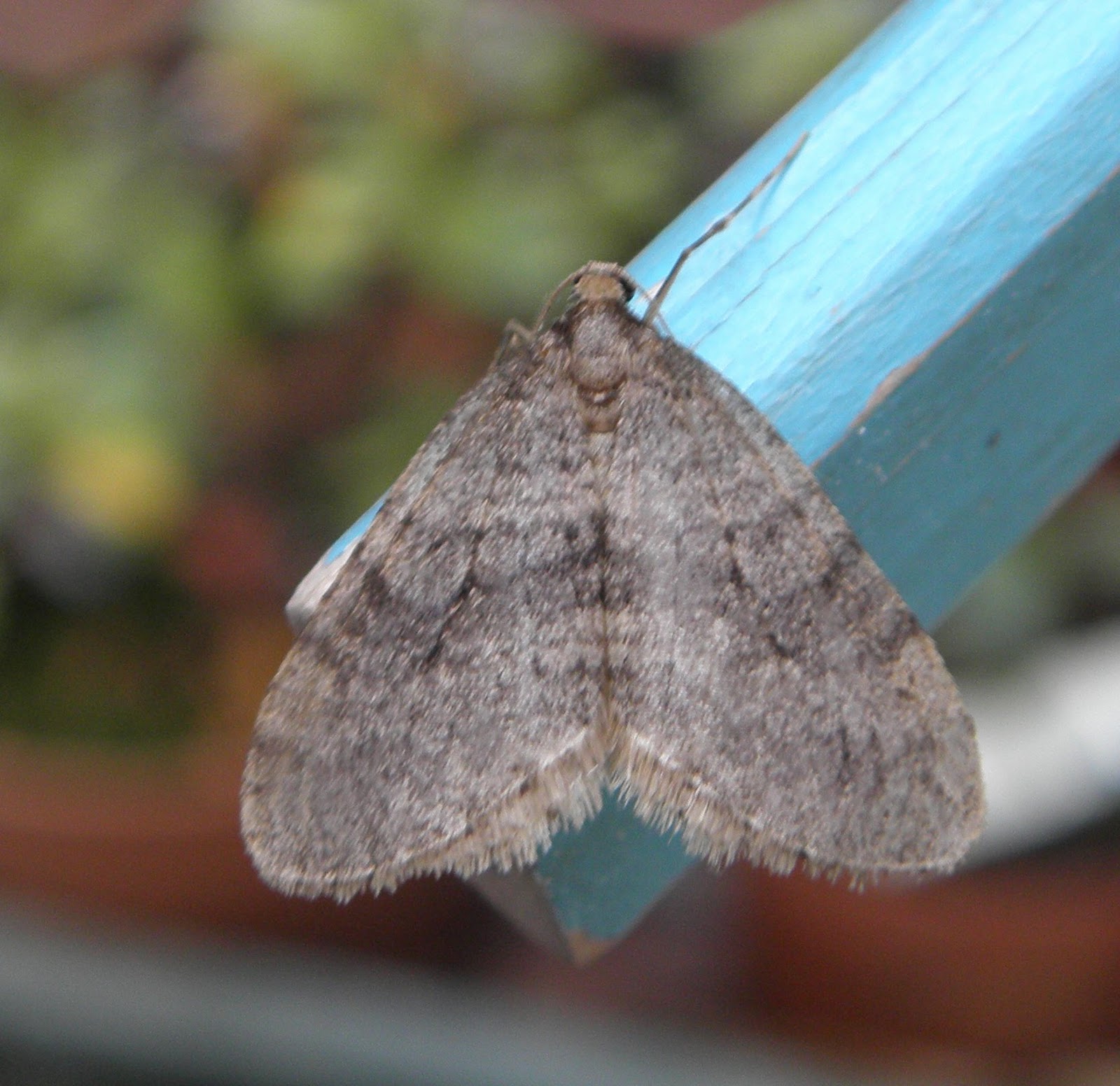 Benson & Ewelme wildlife: 1st Moth