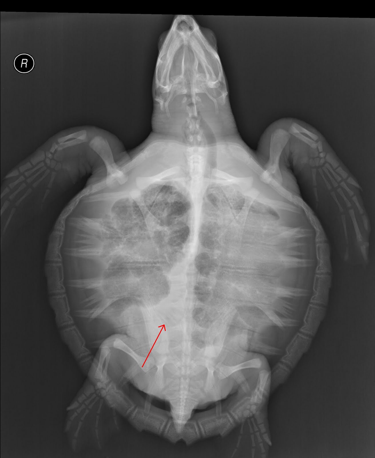 Marine Animal Rescue Team Blog