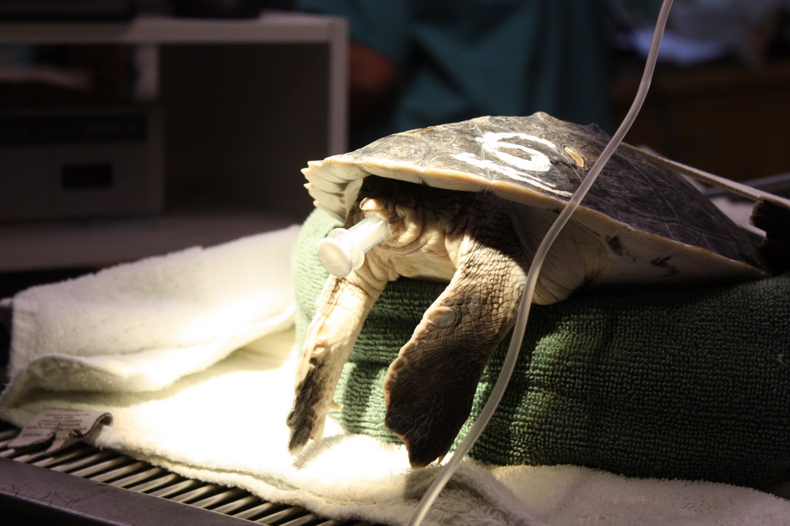 Marine Animal Rescue Team Blog