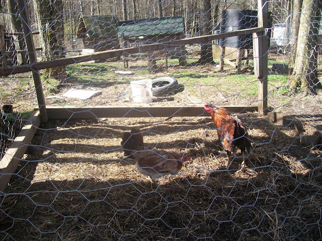 sleepyhollowgamefarm: Colonel Givens Hatch from Kenny Troiano