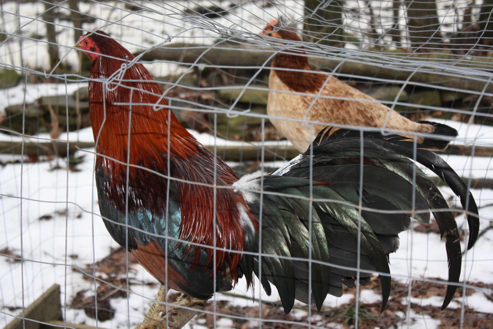 sleepyhollowgamefarm: Kenny Troiano Colonel Givens Hatch stag and ...