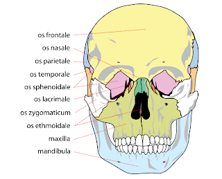 Human skull