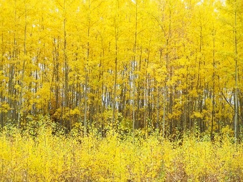 Etcetorize: Inspiration Shot-Saskatchewan Fall