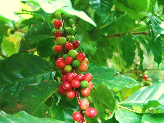 Jual Biji Kopi Arabika Dan Robusta 021-91579440: Kopi Arabika