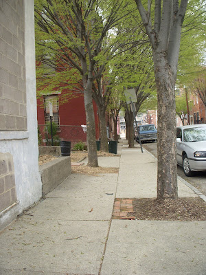 CityKin: Branching Patterns of Street Trees