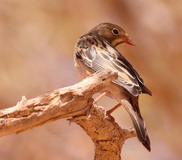 Bird Flight: Ortolan Bunting