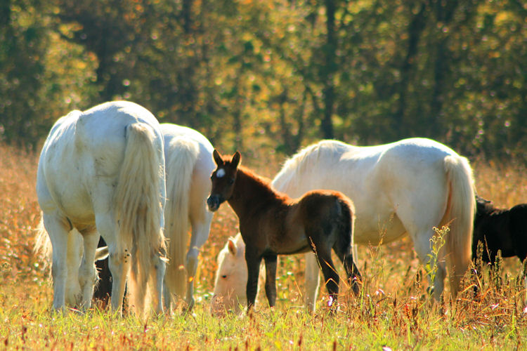 burgessphotoexplorations: A Morning With Missouri's Wild Horses ...
