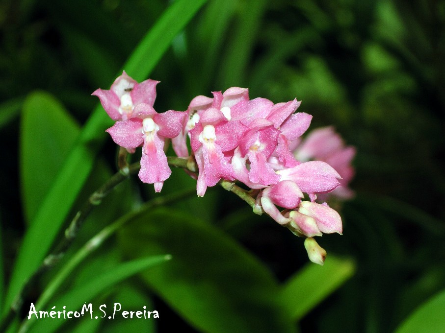Orquídeas soltas: Rodriguezia secunda