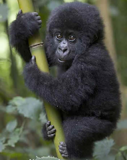 Animales salvajes: Gorilas