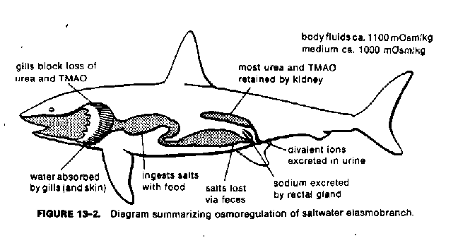 Matt's Biology Blog: Osmoregulation in Bull Sharks