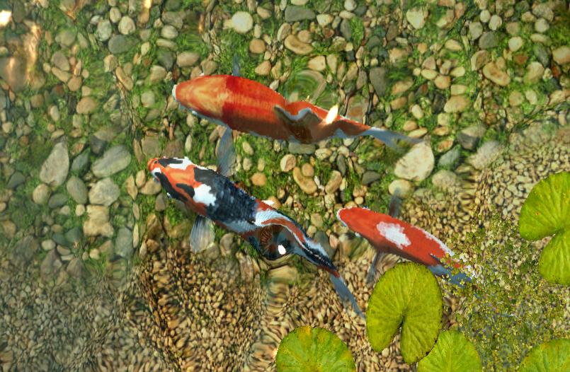 My Guidance Freeware: Koi Fish 3D Screen Saver