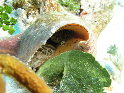 Recetario de Cocina Mundial: Ensalada de Carrucho