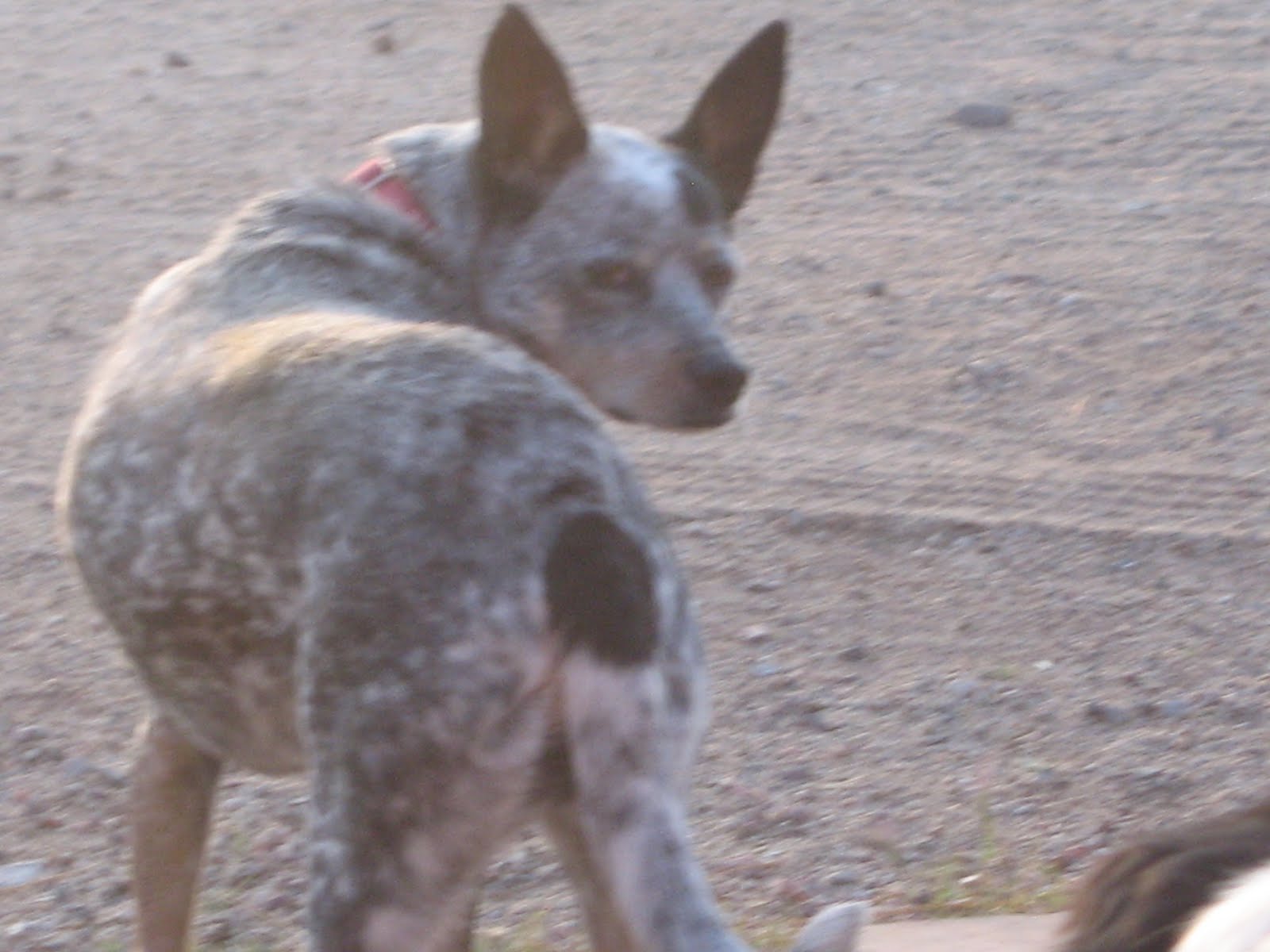 Stumpy Wanders: I double dog dare you!