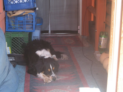 Stumpy Wanders: The Berner (aka Alphonso Bernard Jacob Scout Billy Bob ...