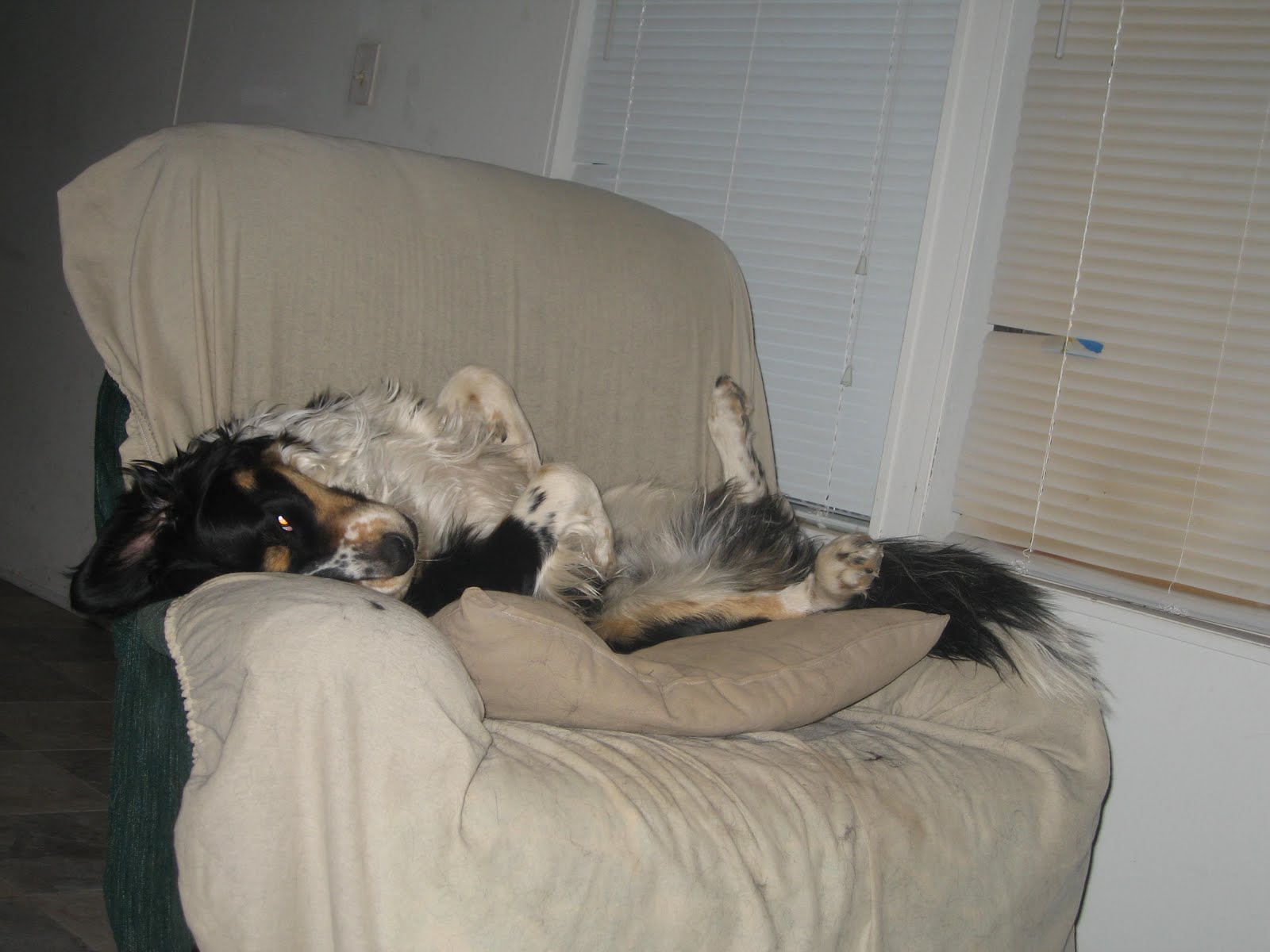 Stumpy Wanders: The Berner (aka Alphonso Bernard Jacob Scout Billy Bob ...