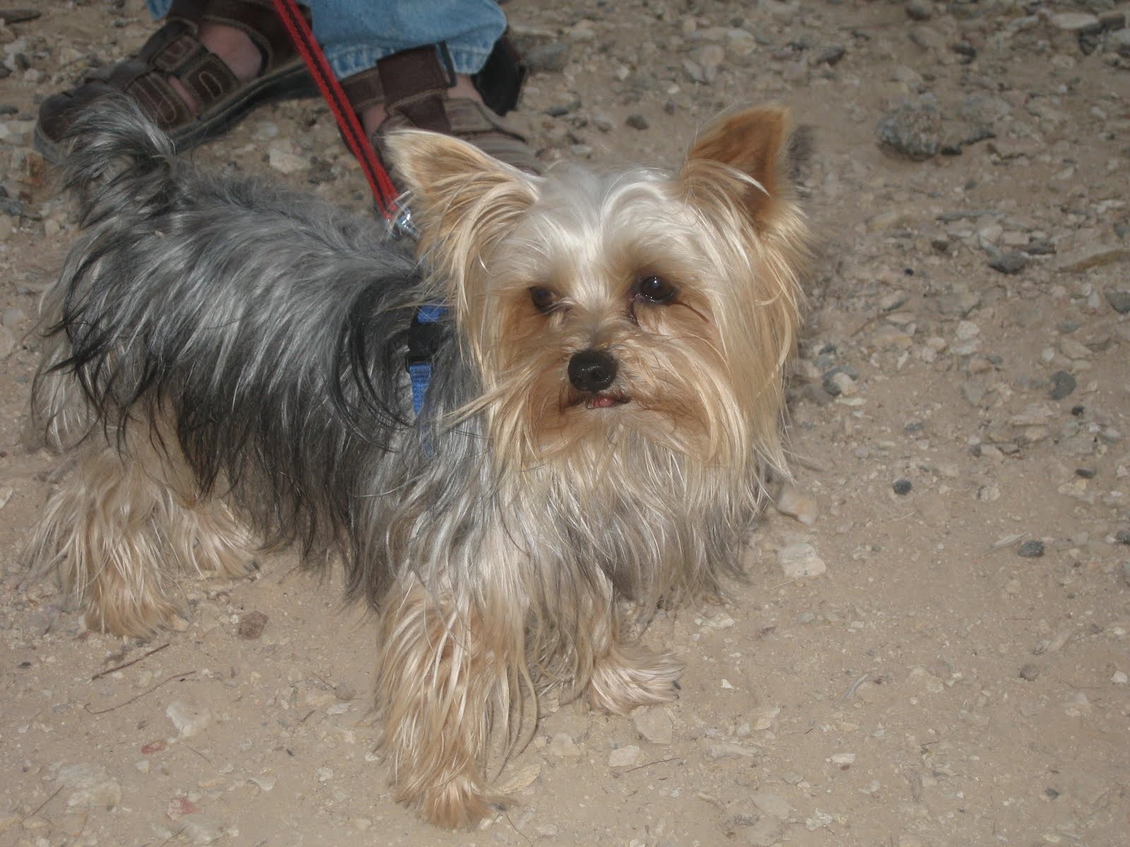 Stumpy Wanders: Paw-teeeeeee (24/7)