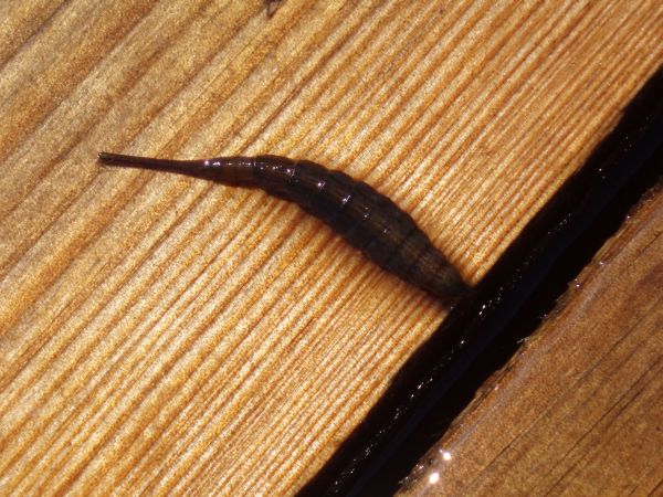 Rattamatk: 17.juuli 2010