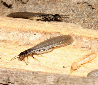 Le boiseu du NIVOLET: Les termites, insectes sociaux par excellence