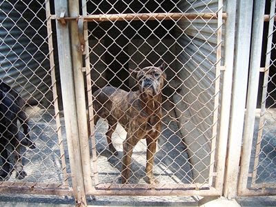 mispequeñosgigantesde4patas: BOLO, BOXER EN ADOPCION URGENTE