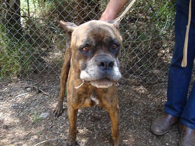 mispequeñosgigantesde4patas: BOLO, BOXER EN ADOPCION URGENTE