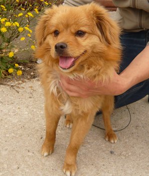 mispequeñosgigantesde4patas: KILTRON, UN JOVEN CRUCE DE PEQUINES EN ...