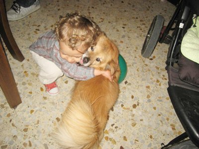 mispequeñosgigantesde4patas: SPIC, UN PRECIOSOS CRUCE DE PEQUINES QUE ...