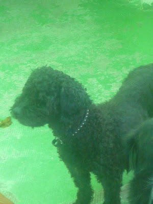 mispequeñosgigantesde4patas: LA CANICHITA NEGRA DE LA PERRERA DE MERIDA ...