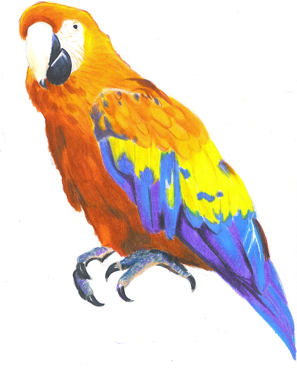 Dibujo de perico a color - Imagui