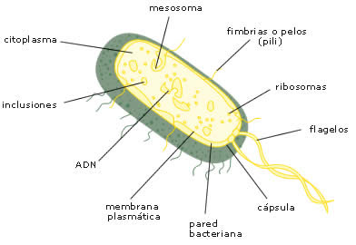 evcdb: Organismos procarióticos
