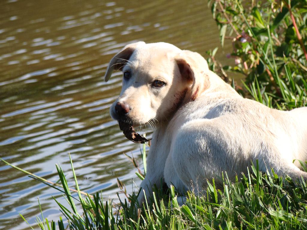 FotOzzy !: Kiara. Filhote de Labrador.