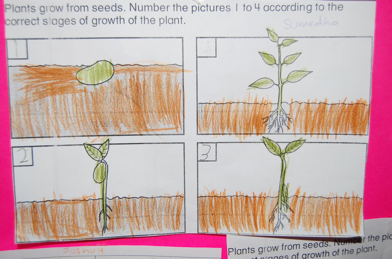 The Montessori Place: Botany: Planting a seed