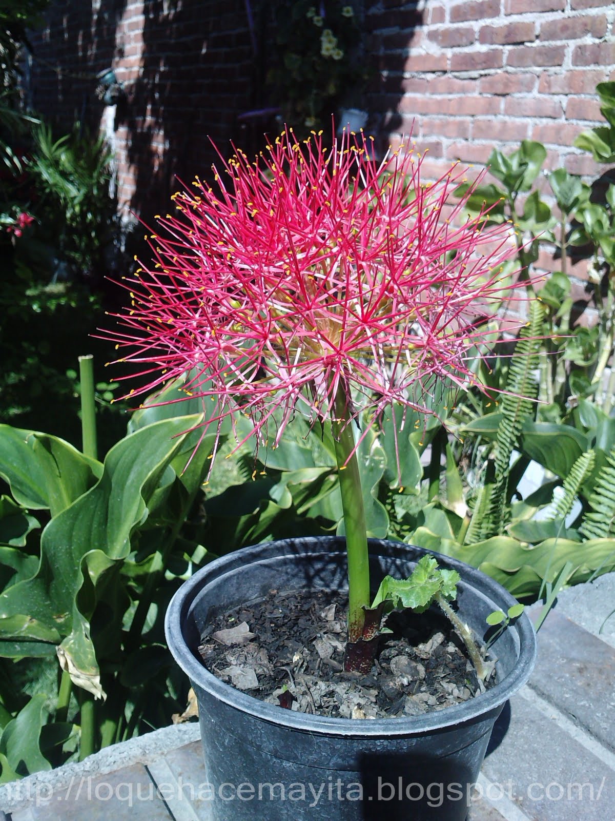 El jardin de Mamá: Luz de Vengala