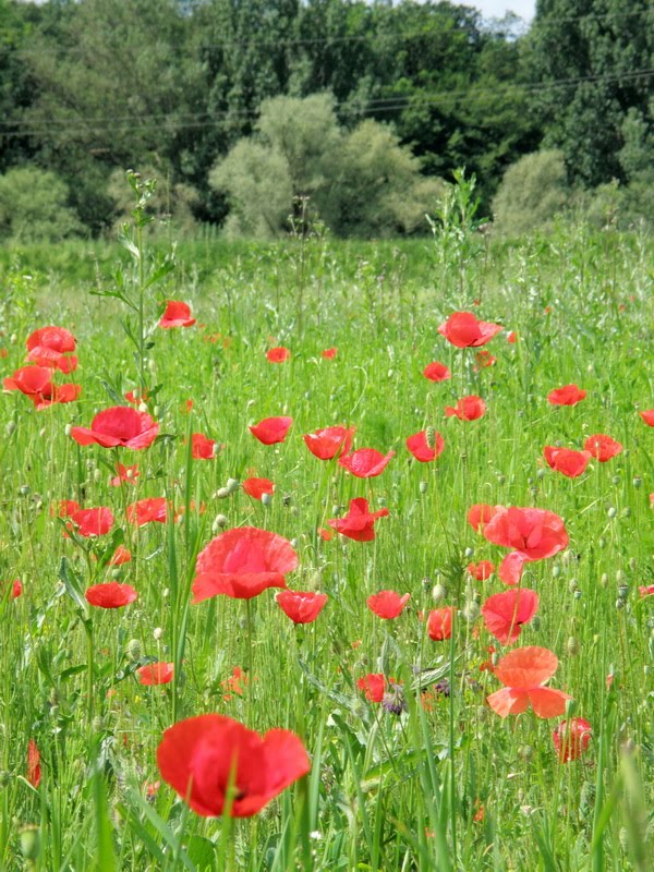 Paully's...: Flori de mac