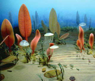 Radix: Earliest Complex Organisms Fed By Absorbing Ocean Buffet ...