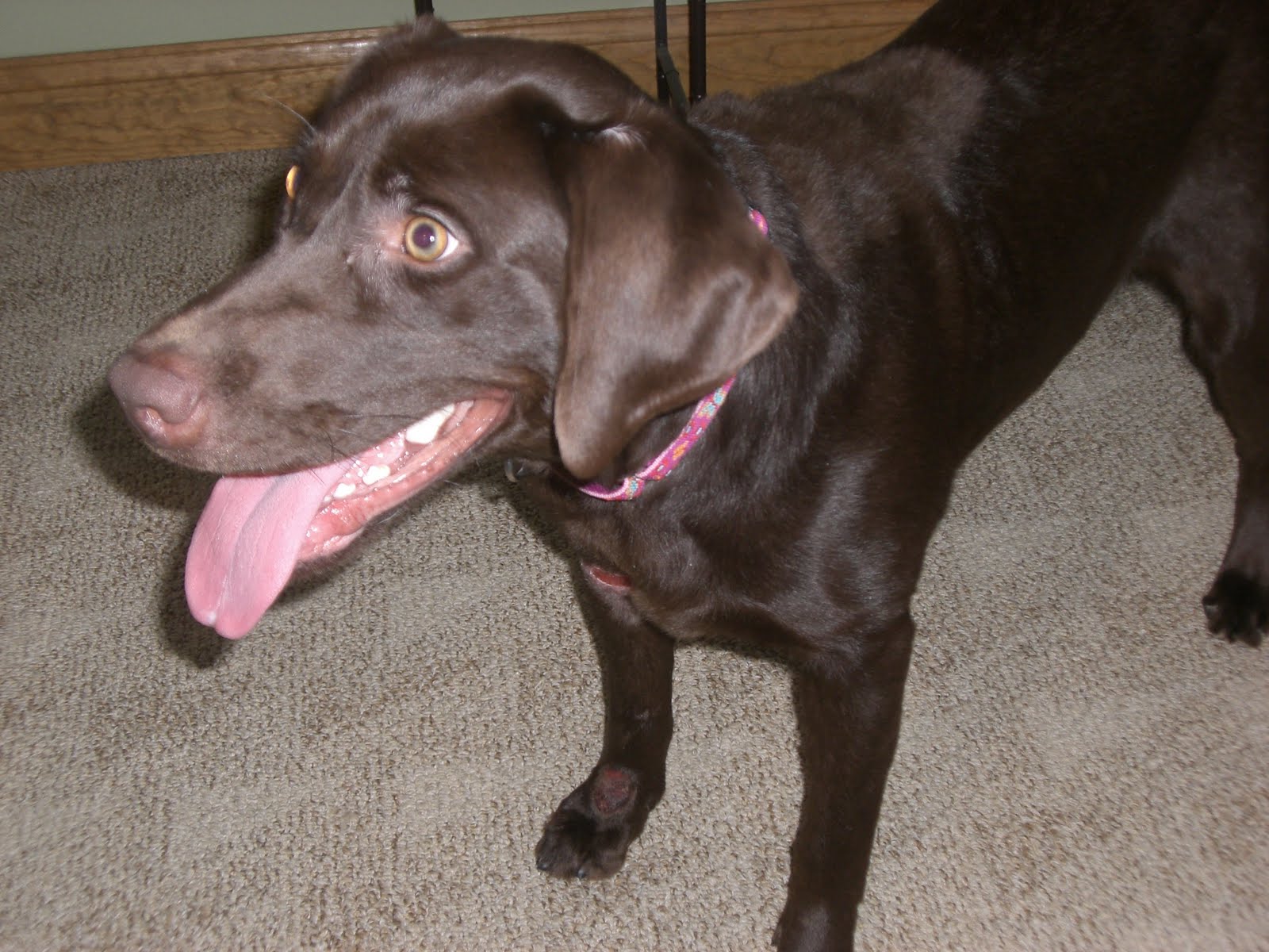 Pet Rescue of Mercer: Chocolate Lab Puppy, Brody: ADOPTED!!