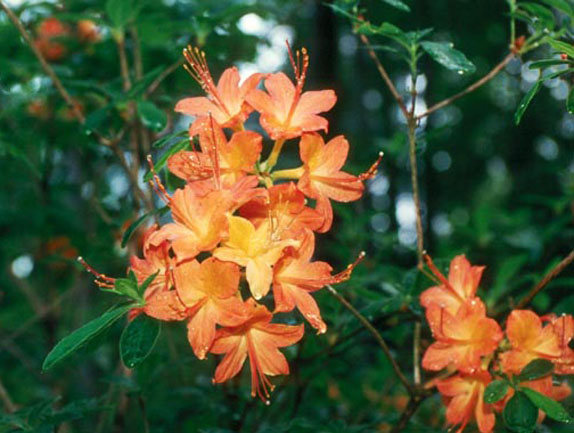 Jawjuh: Georgia: State Symbols