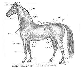 Biology and Reproduction of Horse | Animals In The World