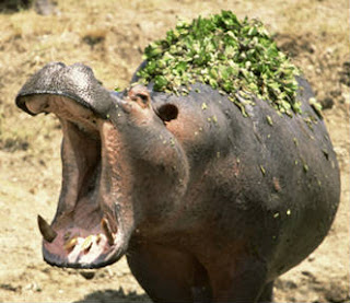 Classification and Reproduction of The hippopotamus | Animals In The World