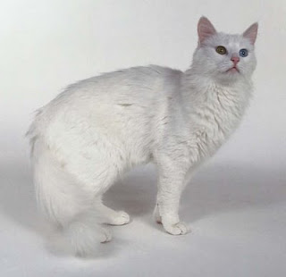 Races Of The Angora Cat Is Often Called Persian Cat | Animals In The World