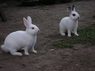 Species And Kinds Of Rabbits | Animals In The World