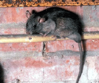 The Black Rat (Rattus Rattus) | Animals In The World