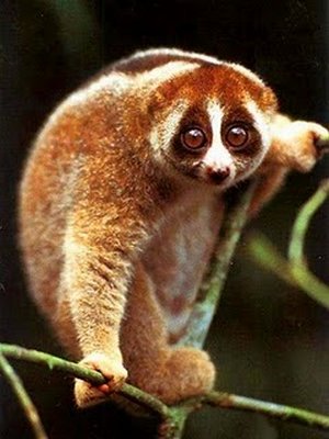 Description And Breeding Of Javanese Lemur | Animals In The World