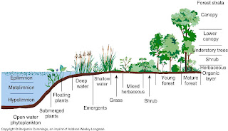 Ecologia-Carlos: 15/02/09 - 22/02/09