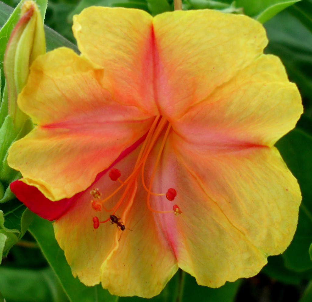 Same flower different colours ~ a special flowers