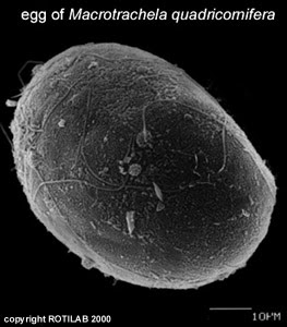 A-Z book: O: Oogenesis