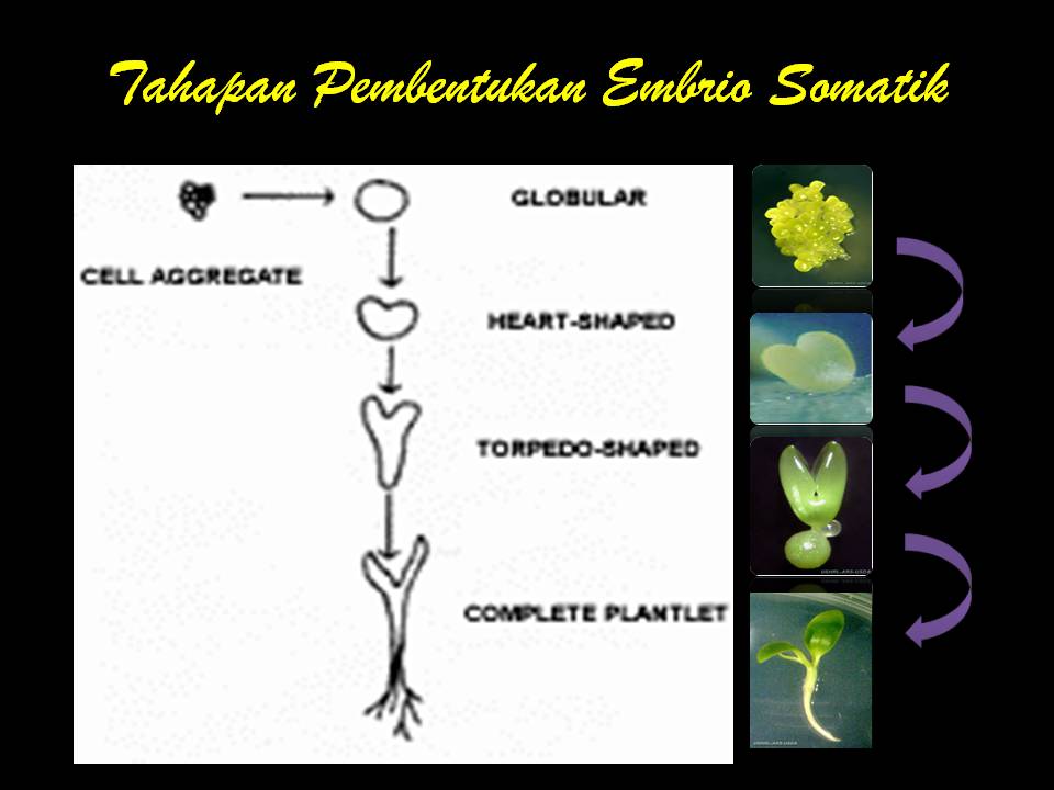 Tissue Culture UjieLamadi: TAHAPAN PEMBENTUKAN EMBRIO SOMATIK