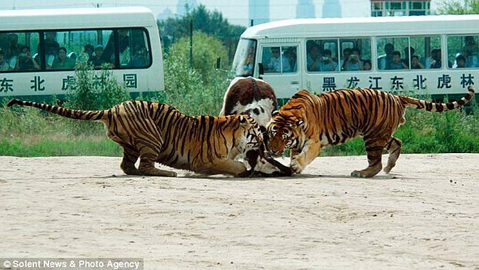 Photograph's and Wallpaper: Tigers feeding cow images