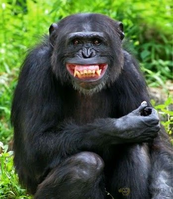 Mimpi Ngeri Beruk Dan Sate Di Malaysia : Wallahua' lam