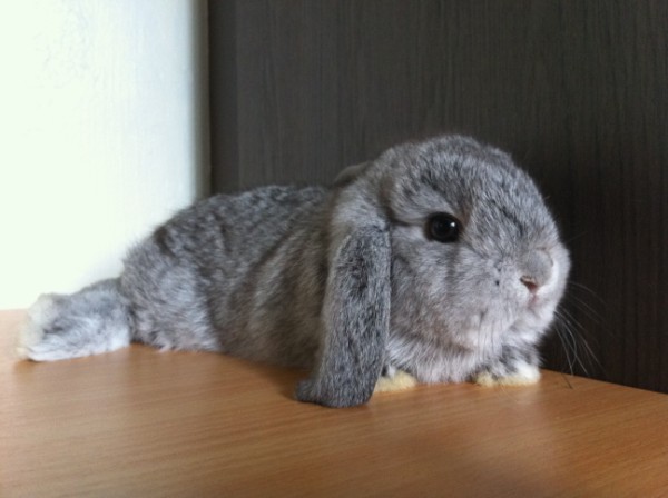 Rabbits for sale in Singapore!: (Sold) 7weeks Chinchilla Holland Lop ...