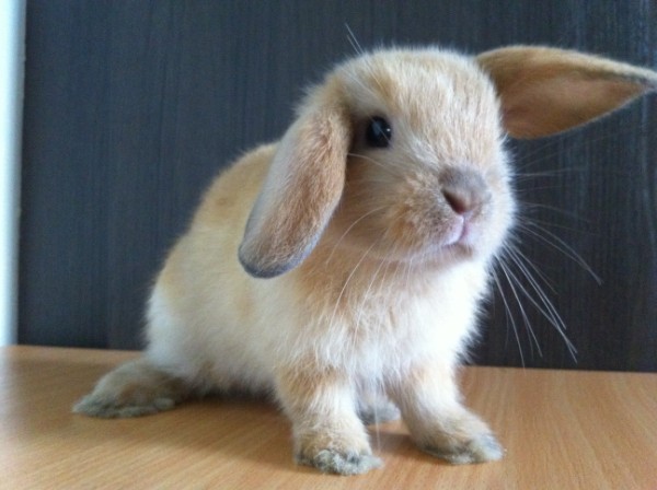Rabbits for sale in Singapore!: (Sold) 5weeks RARE Chocolate Tort ...